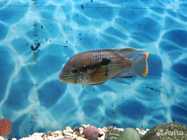 Акара бирюзовая (обмен)