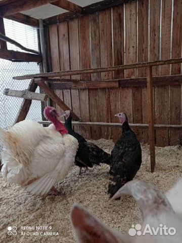 Индюки, гуси, куры