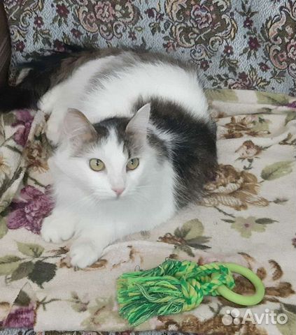 Кот кастрат 1 год