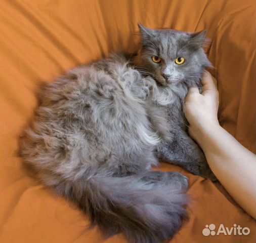 Пушистый красивый котик Пушок 10 месяцев в добрые