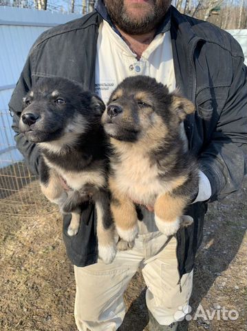 Нежный щенок в добрые руки