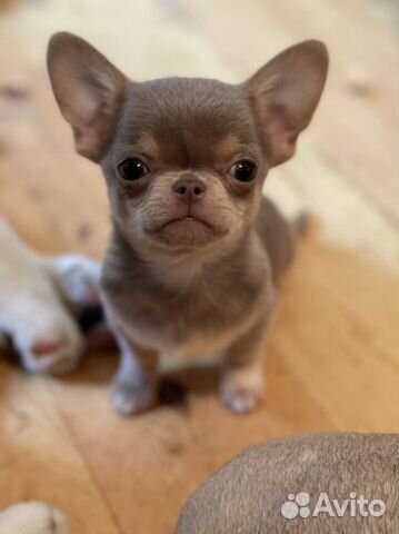Микро мальчик чихуахуа