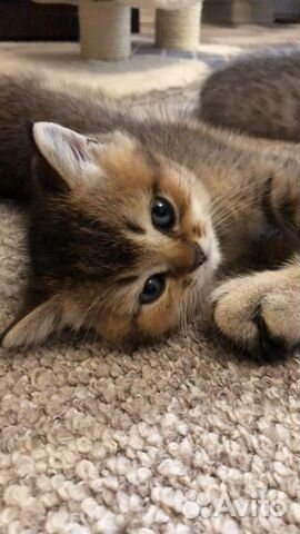 Шотландские котята