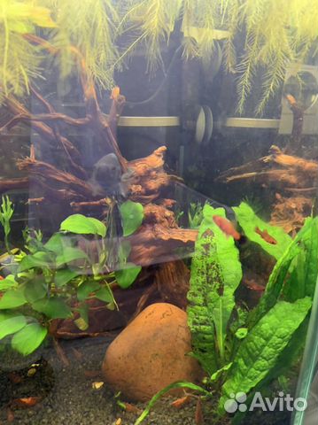 Рыбки меченосцы