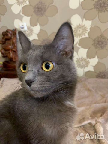 Кошечка 1 год стерилизованая. Русская голубая