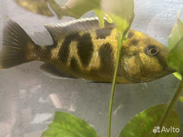 Рыба даром, отдам цихлиду в дар