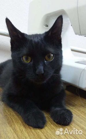 Котик в Ответственные руки