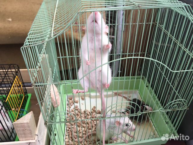 Отдам крыс бесплатно