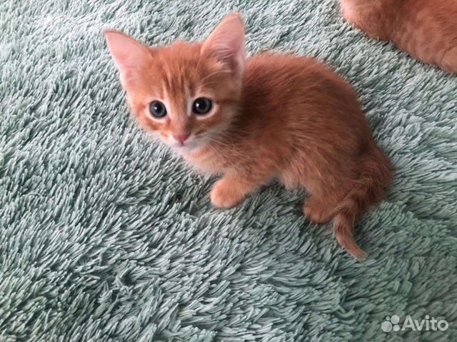 Пупсы,спасенные с улицы