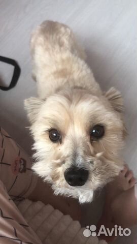 Бобик для пляжа