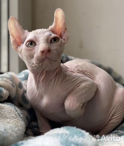 Канадский сфинкс