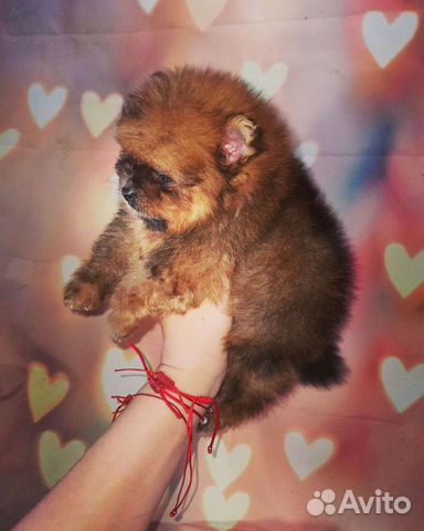 Минюшка плюшевый шоколадно рыжий малыш