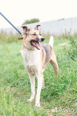 Жизнерадостный Джонник ищет дом