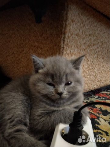 Котята шотланцы