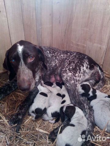 Продаю щенков "Курцхаар