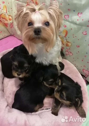 Йоркширский терьер щенки РКФ