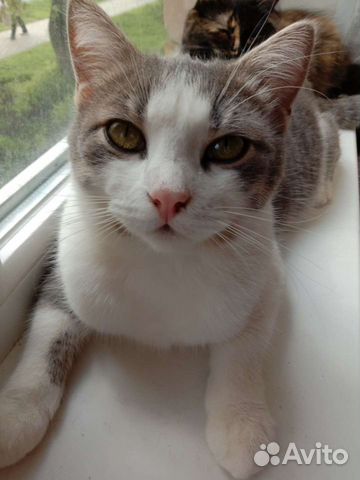 Котик в Заботливую,Ответственную семью