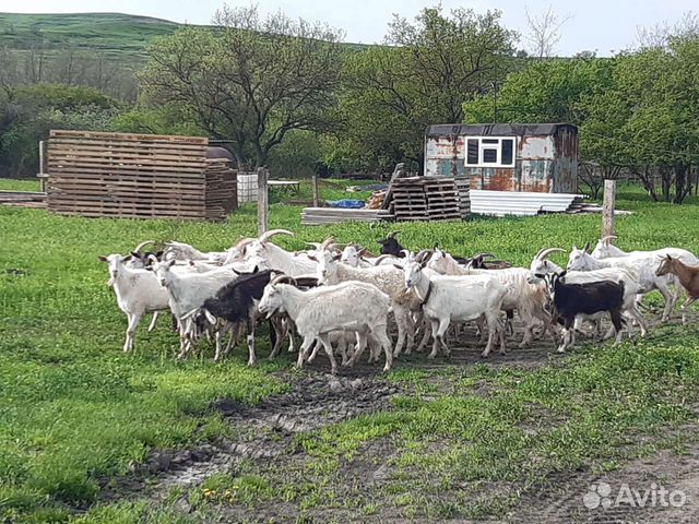 Козы, ягнята