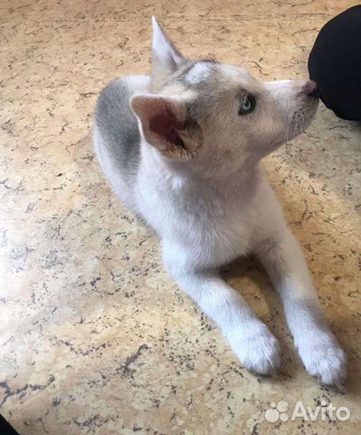 Щенки хаски в добрые руки