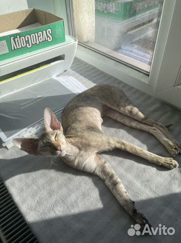 Кошка Петерболд