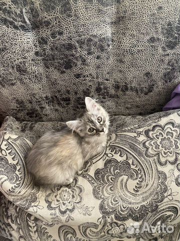 Отдам котенка в добрые руки