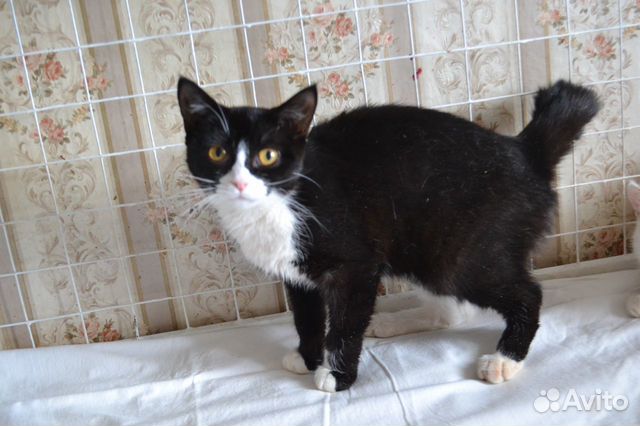 Котенок Клякса в добрые руки)
