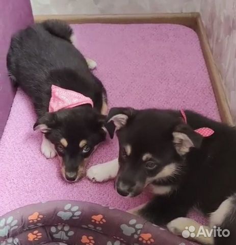 Щенки в добрые руки