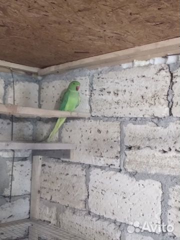Ожереловый попугай