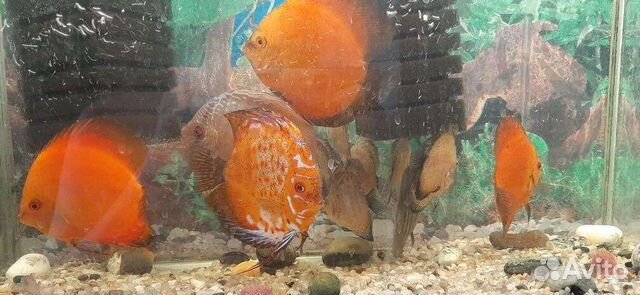 Аквариумные рыбы, Дискусы