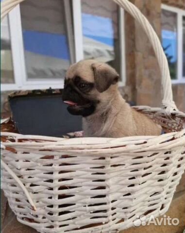 Щеночки мопса