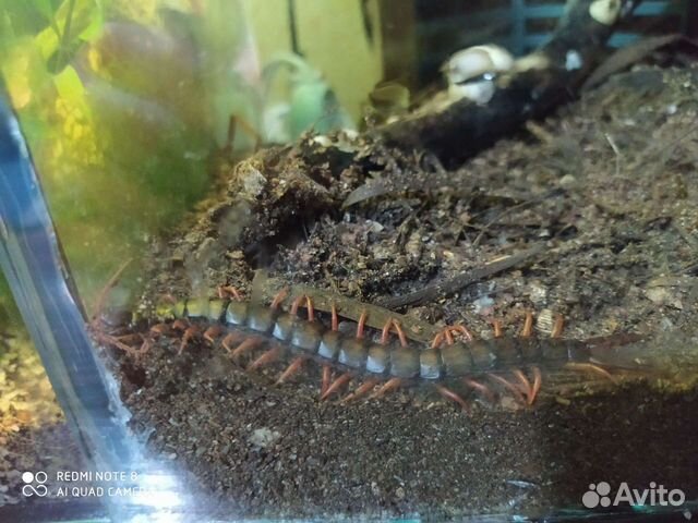 Крымская кольчатая сколопендра