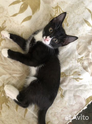 Черненький котенок