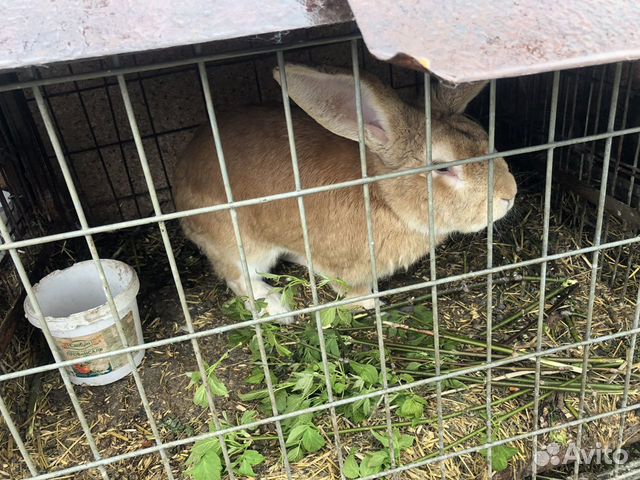 Кролики бельгийский великан