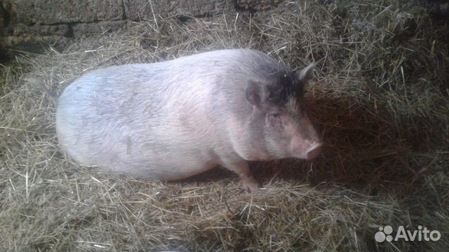 Вьетнамская вислобрюхая