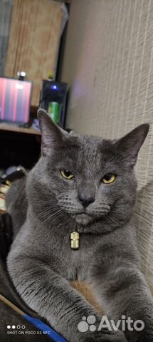 Шартрез (картезианская кошка)