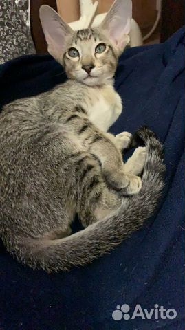 Ориентальные котята, мальчики и девочки