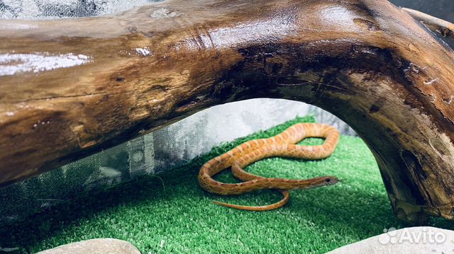 Моисовый полоз