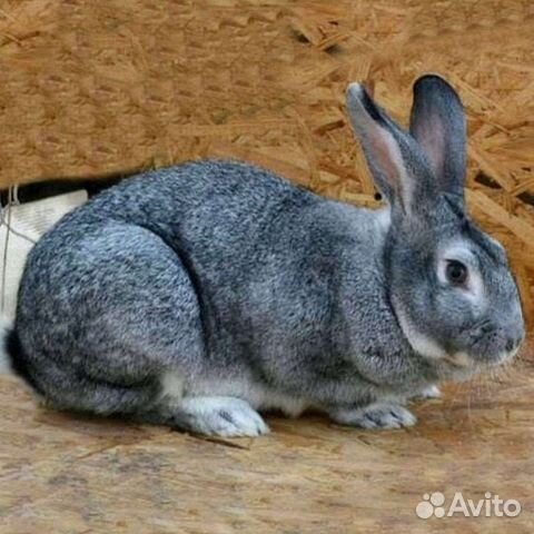Кролики (сукрольные крольчихи)
