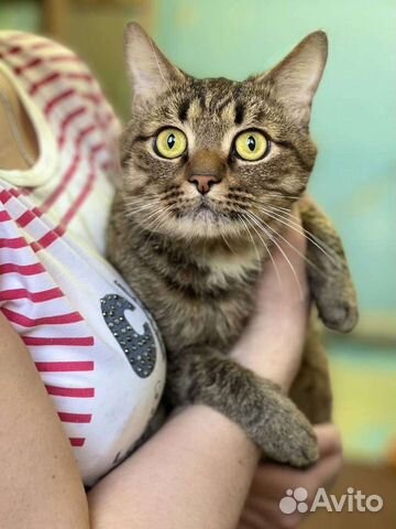 Котодети из приюта ищут своих родителей