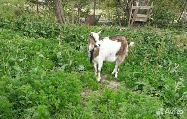 Коза дойная с козлятами