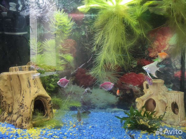 Аквариумные рыбки тернеции бесплатно