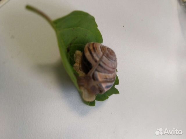 Садовая улитка