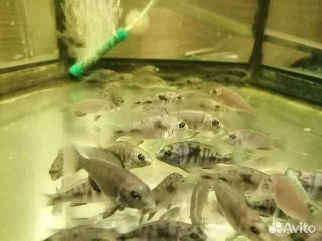 Цихлиды Голубой дельфин