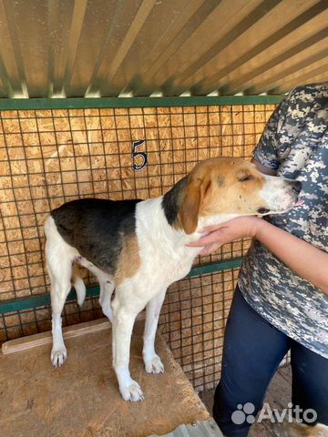 Русская борзая