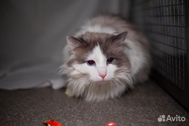 Синеглазого красавца кота бросили в ветклинике