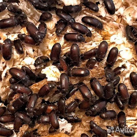 Жук-знахарь