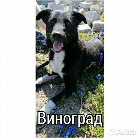 Собака кобель 1.5 года кастрирован
