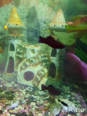 Рыба меченосцы черные