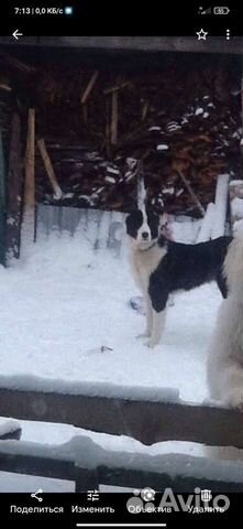 Собака алабай сука