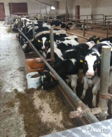 Бычки элитные 25